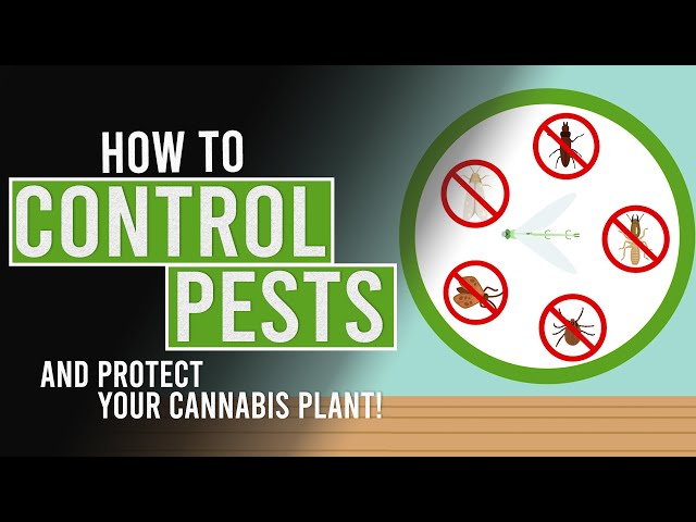 How to Control Pests and Protect your Cannabis Plant! | Marijuana Grow Tube